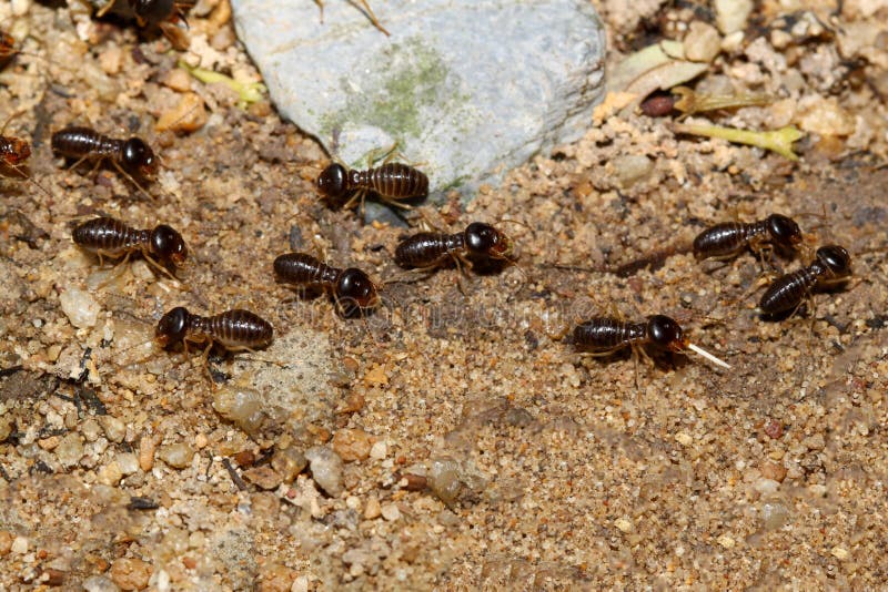 Group of termite stock photo. Image of timber, termite - 17516822