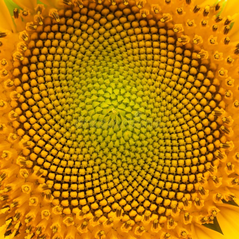 Macro Image of a Blooming Sunflower Head with Patterns Stock Image ...