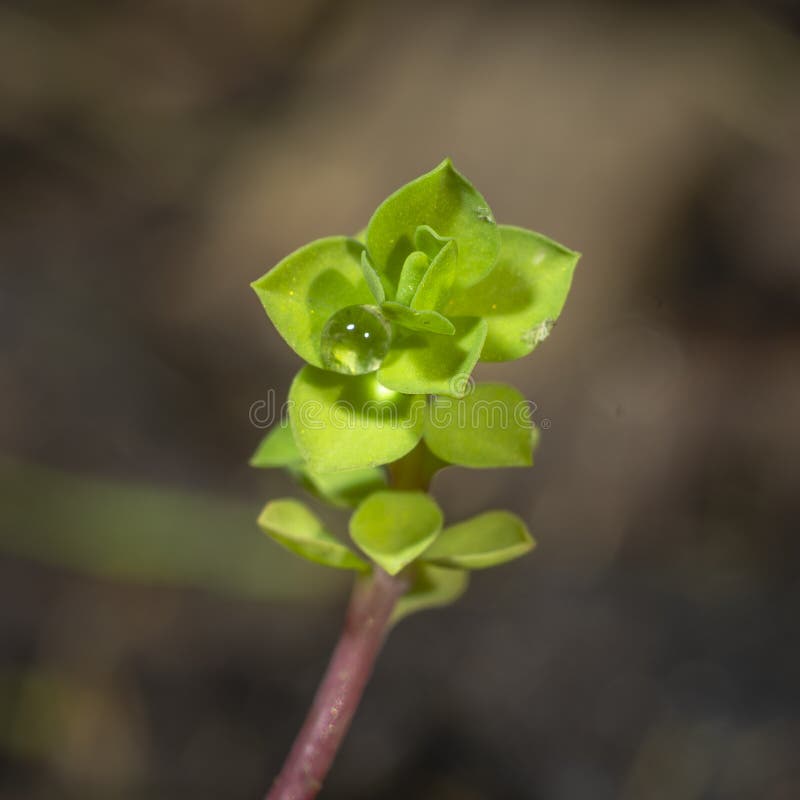 Macro Shot of Common Weed with Dew Drop Stock Photo - Image of shrub ...