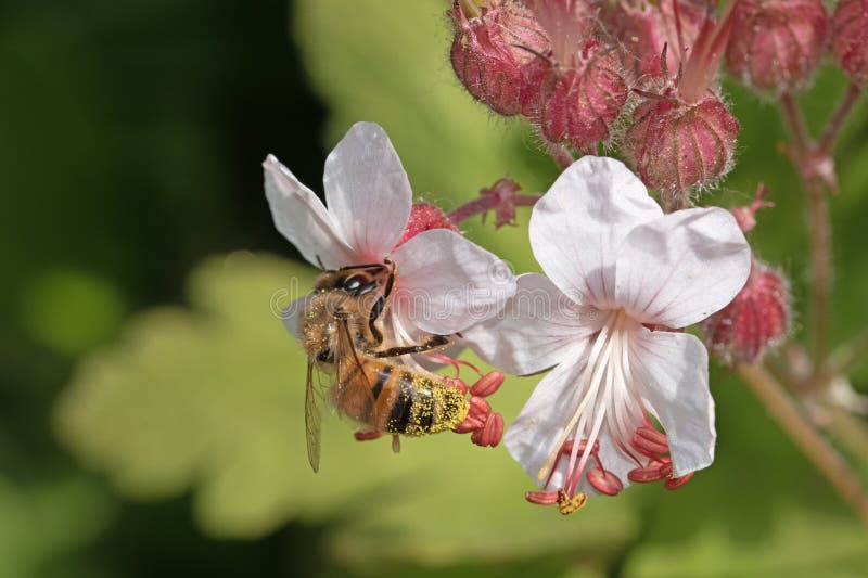 Close Up Image of Honey Bee on Geranium Flower Stock Image - Image of ...