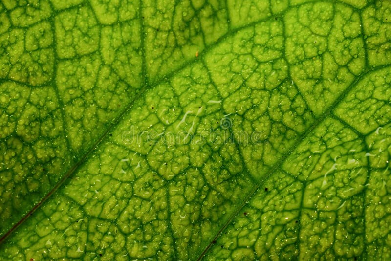 Close Up Macro Image of a Lea Stock Photo - Image of textures, abstract ...