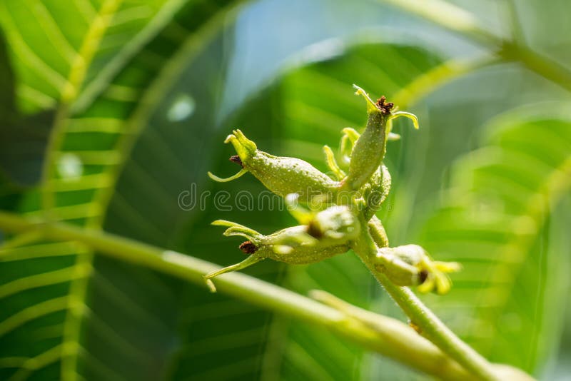 Pecan Tree Female Flower Close-up Stock Photo - Image of green, female ...