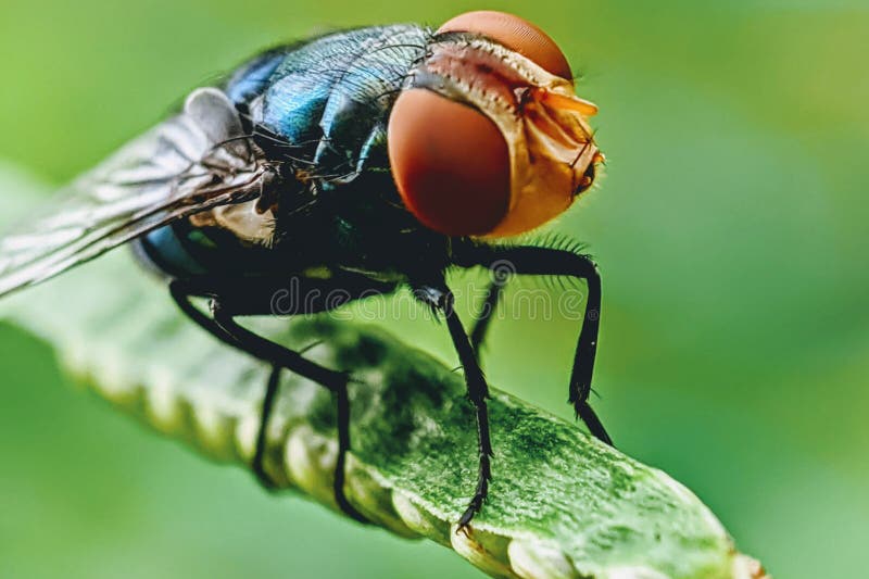 Close-up Macro Insect Fly on on Green Leaf Stock Image - Image of ...