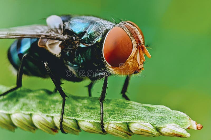 Close-up Macro Insect Fly on on Green Leaf Stock Photo - Image of brown ...
