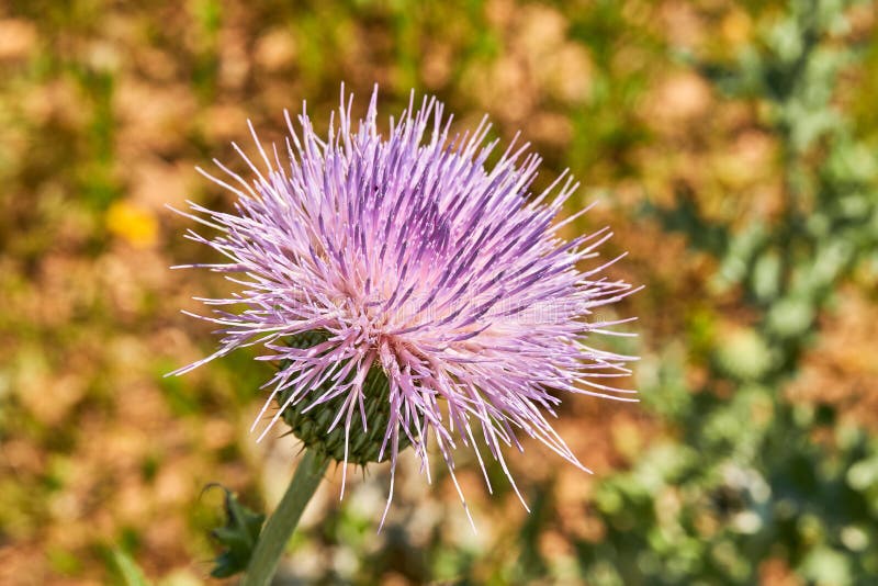 Close Up Macro of Isolated Beautiful Pink Texas Thistle Bloom Cirsium ...