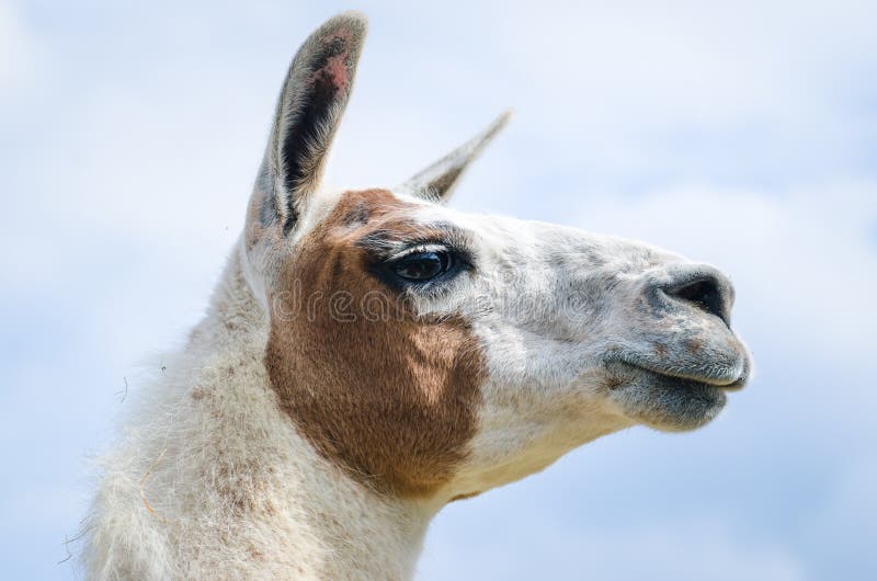Close Up of the Lama Head Portrait Stock Image - Image of outdoor, coat ...