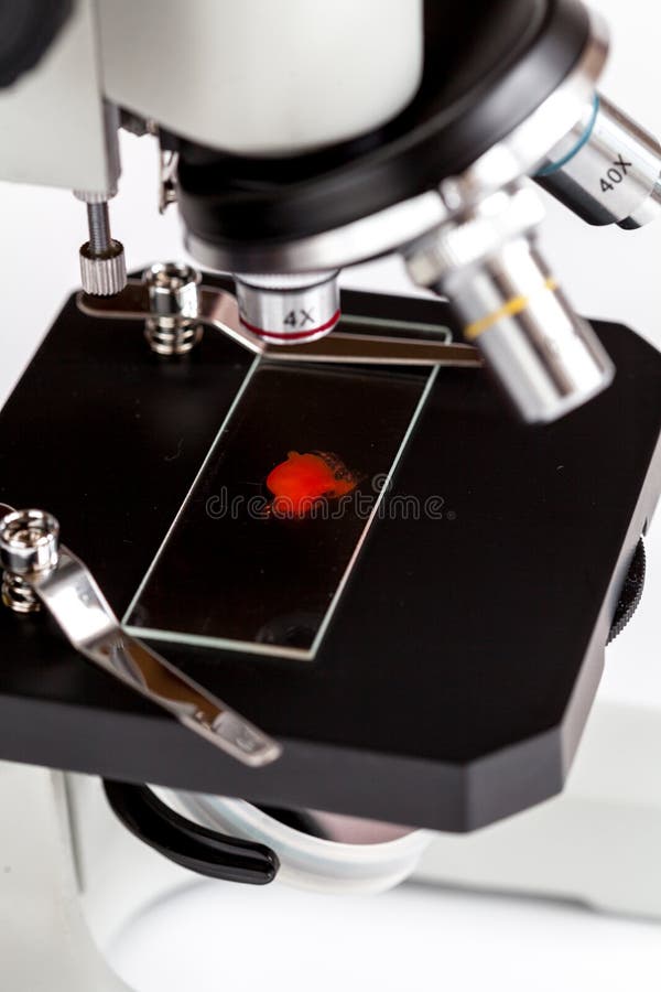 Close Up Macro Microscope with Blood Sample on White Background Stock ...