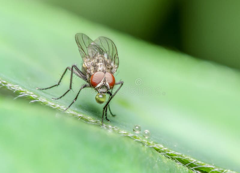 Close-up Macro Photo of the Fly with Bubble Stock Photo - Image of ...