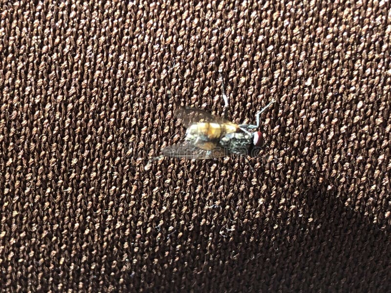 A Close Up Macro Photo of a Fly on a Piece of Fabric Stock Image ...