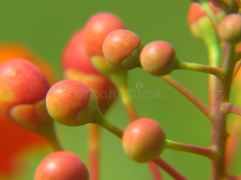 Berry, Close Up, Fruit, Macro Photography Picture. Image: 89913686