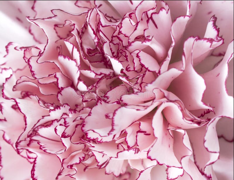 Close up red carnation stock image. Image of freshness - 28514821