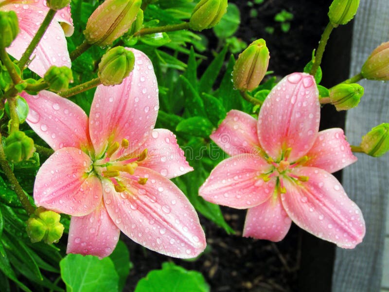 Close-up (macro) of a Pink Lily with Buds in the Sunlight, in Raindrops ...