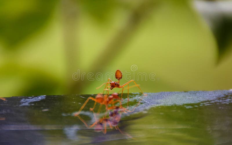 A Close Up and Macro Red Ant with Nature Background. Stock Image ...