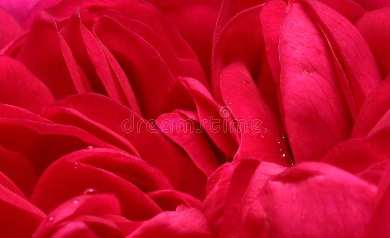 Deep Pink Red Rose Abstract Stock Image - Image of deph, blossome ...