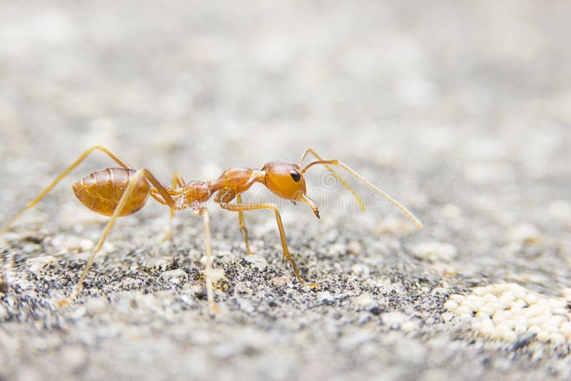 Close-up Macro Rode Mier Op Steenachtergrond Stock Foto - Image of ...
