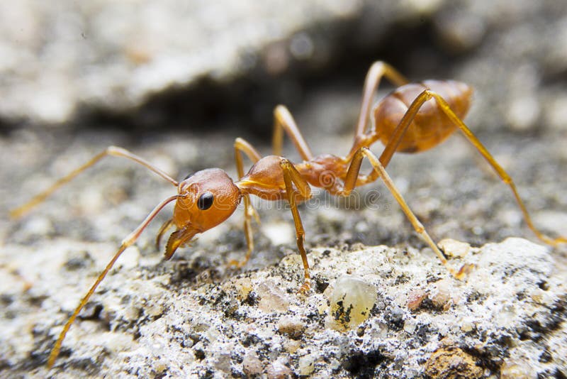 Close-up Macro Rode Mier Op Steenachtergrond Stock Afbeelding - Image ...