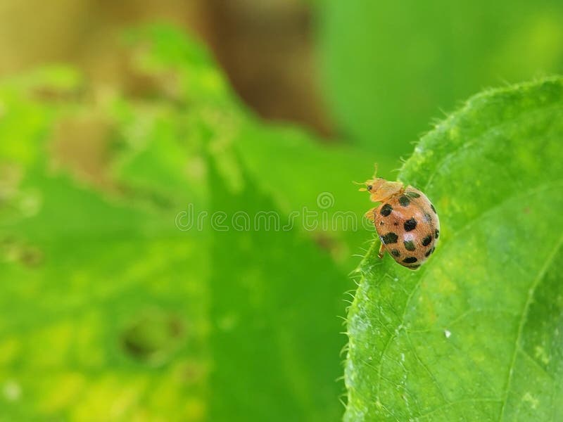 Close Up Macro Shoot of Lady Bug Walking on a Leave in the Morning ...