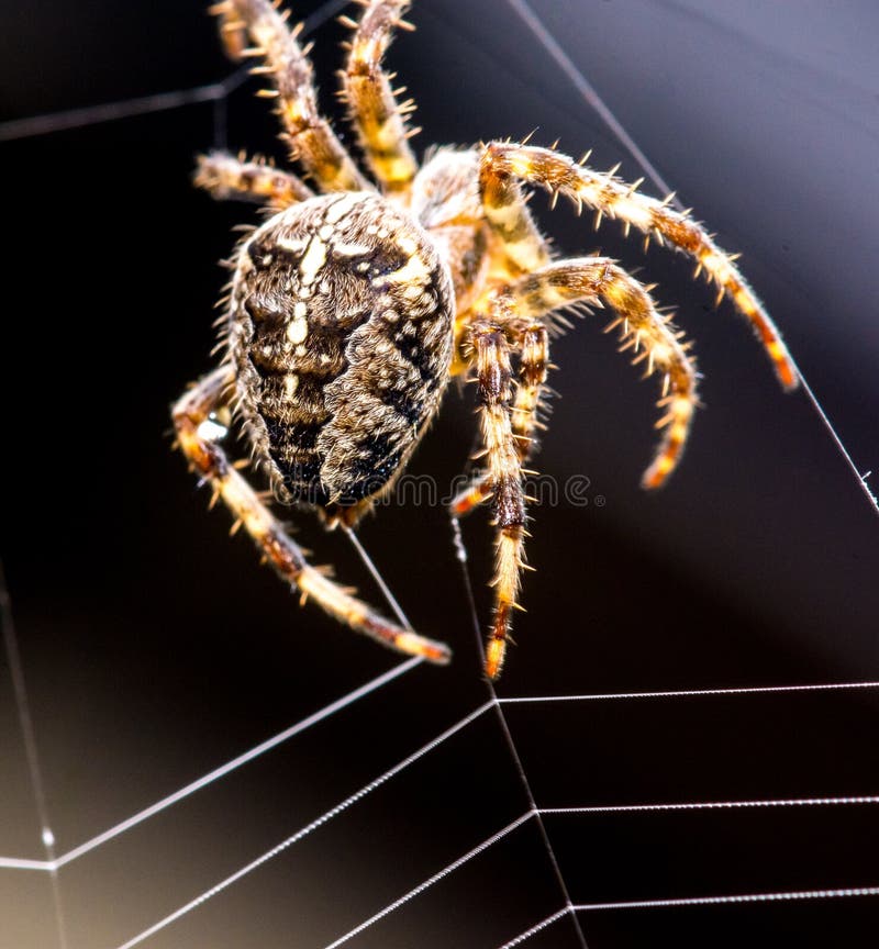 Spider building wed stock photo. Image of cobweb, isolated - 102082830