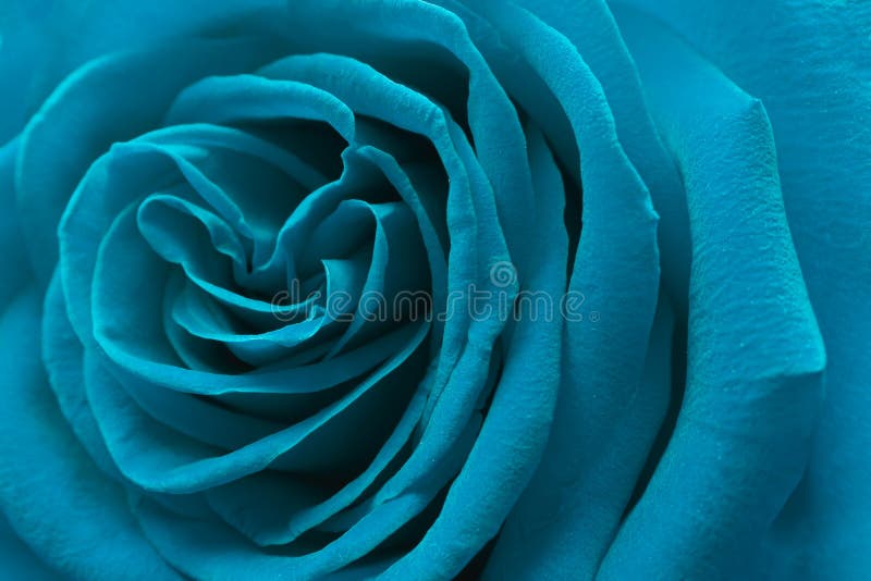 A Close Up Macro Shot of a Blue Rose Stock Photo - Image of green, leaf ...