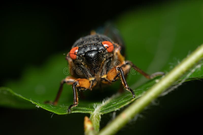 Cicada Macro Shot stock photo. Image of eyes, leaf, insect - 221409254