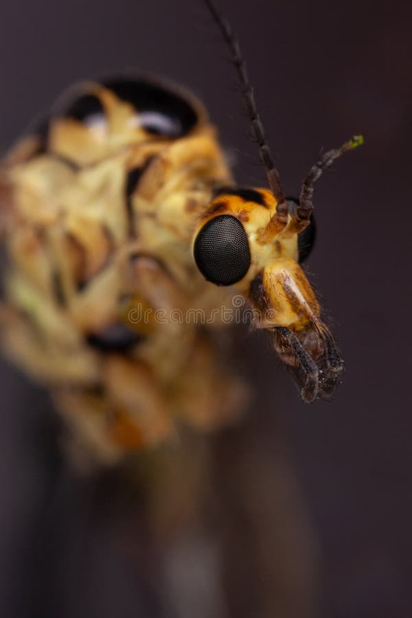 Close-up Macro Shot of an Insect Stock Photo - Image of scary, animal ...