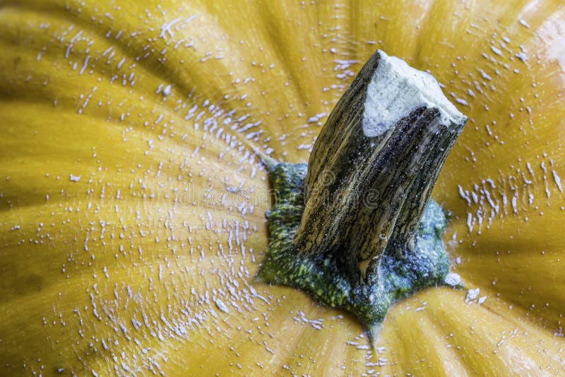 Pumpkin Macro Close Up stock image. Image of halloween - 102727607