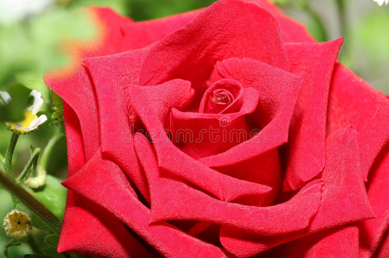 A Close Up Macro Shot of a Red Rose, Macro Shot of a Red Rose Stock ...