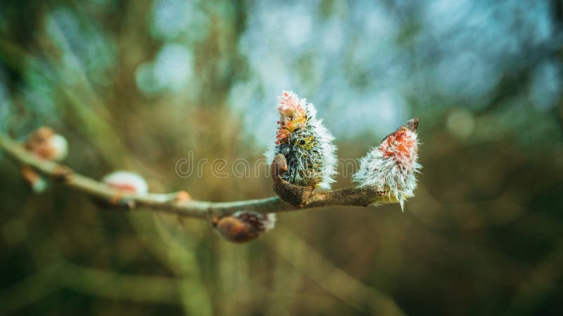 Close Up Macro Shot of Tree Branch at Spring Stock Image - Image of ...