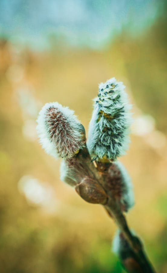 Close Up Macro Shot of Tree Branch at Spring Stock Photo - Image of ...