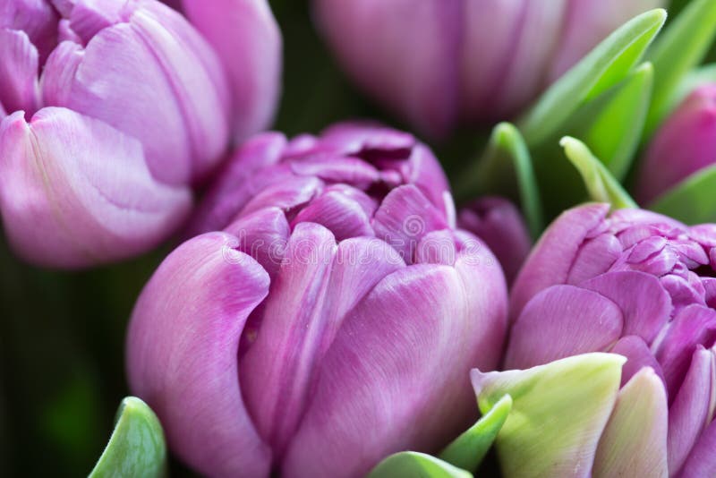 Close-up Macro Shot of Tulip Stock Photo - Image of green, close: 38173596