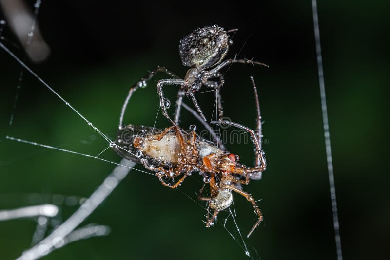 Close Up Macro Shot of a Two Spiders Fight for the Captured Victim ...