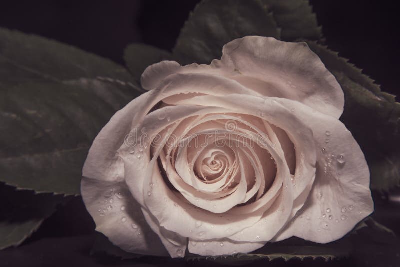 A Close Up Macro Shot of a White Rose,valentine Background with Water ...