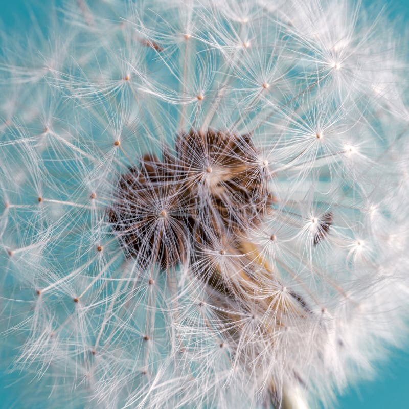 Close-up, Macro Shot of a Whole Dandelion in Front of a Light Blue ...