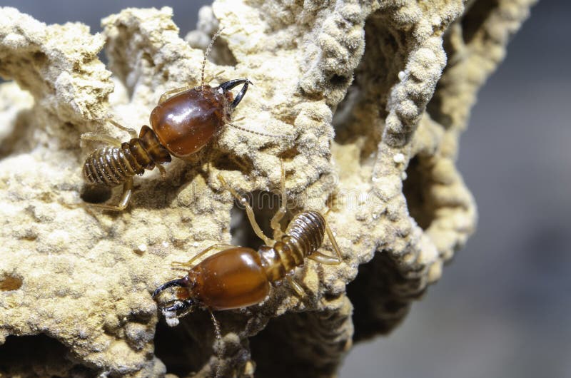 Close Up or Macro Soldier Termites on Termite Mound Blurred Background ...