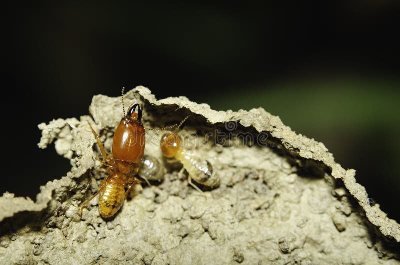 Close Up or Macro Termites on Termite Mound, Macrotermes Gilvus Stock ...