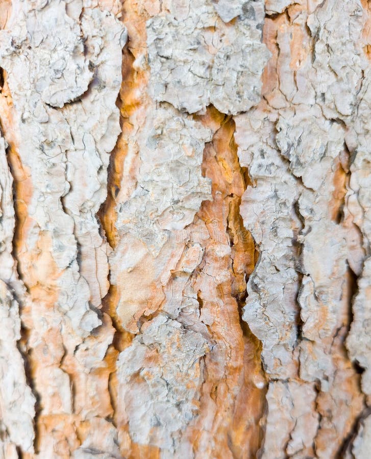 Close Up Macro Texture of Rough Tree Bark Surface in Natural Light ...
