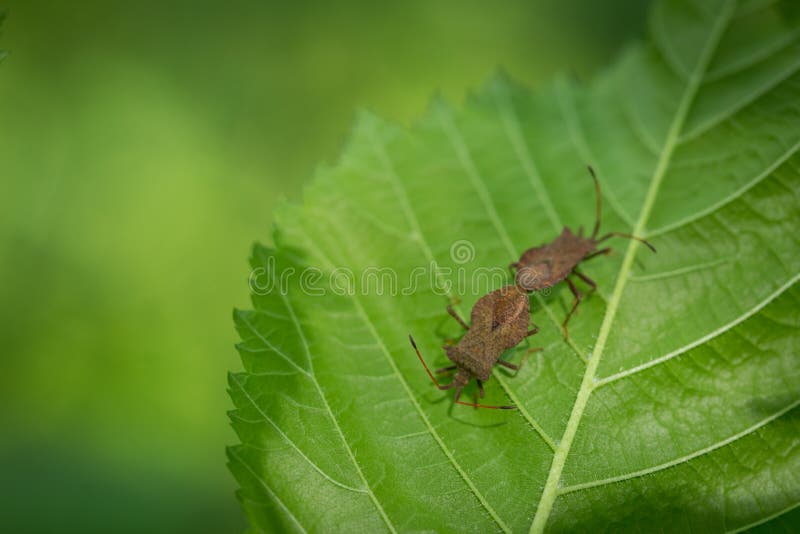 Close Up Macro of Two Insect Mating on Green Leaf in Forest Stock Photo ...