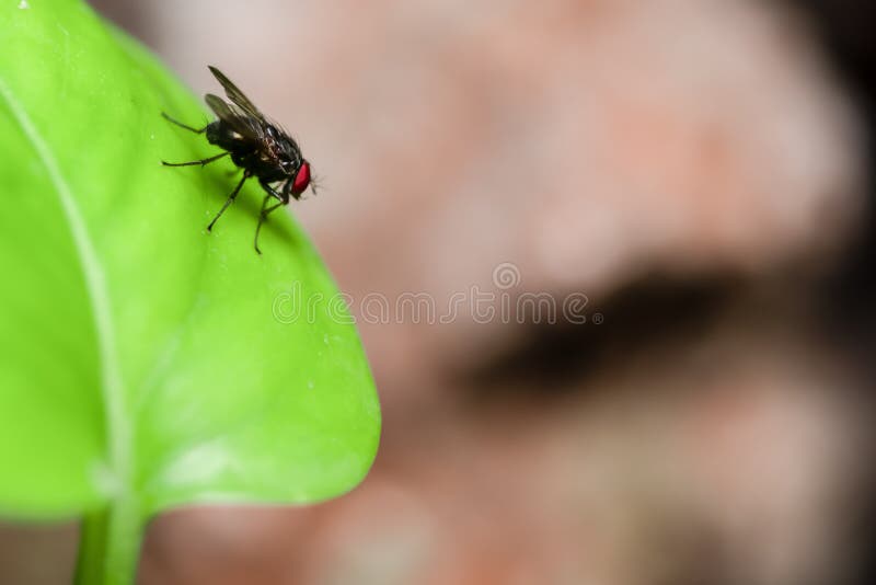Close Up Macro View House Fly Bug Above Green Leaf Background with Copy ...