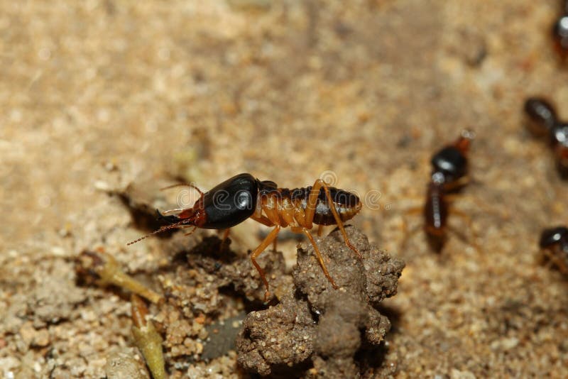 Close Up Macro Warrior Termite Ant in Nature at Thailand Stock Photo ...