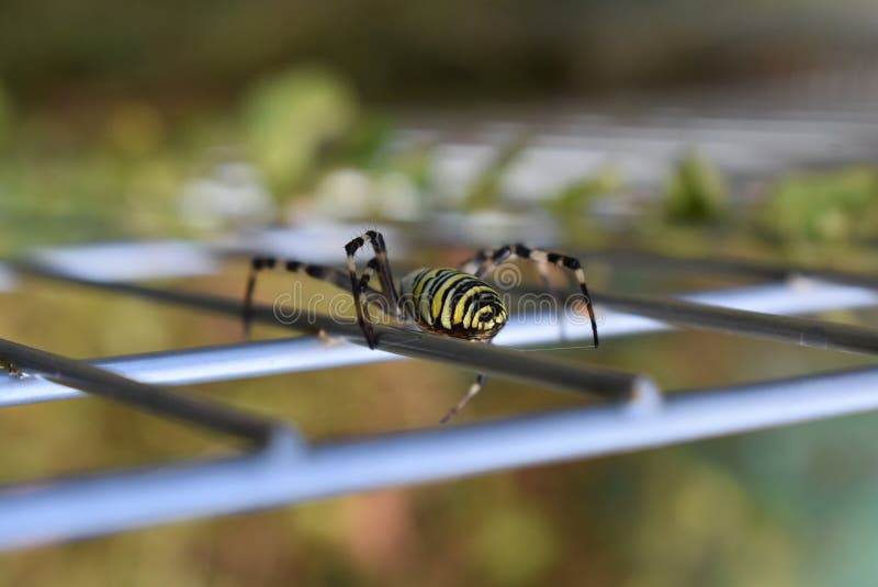 Close Up Macro of Wasp Spider on Grid Stock Image - Image of dawn ...