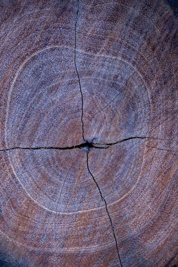 Close-up, Macro, Wood Texture and Pattern, Vertical Photography Stock ...