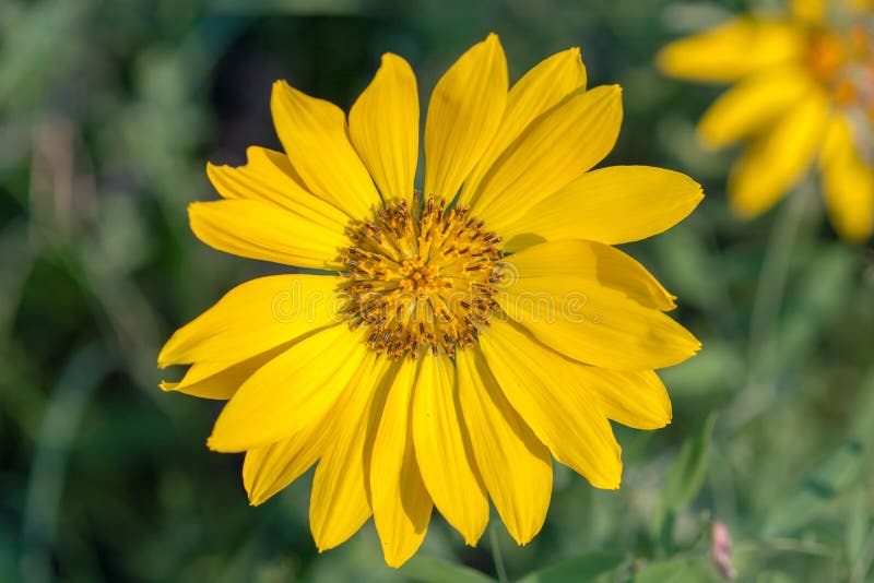 Close-up Macro of Yellow Arrowleaf Balsamroot Flower Stock Image ...