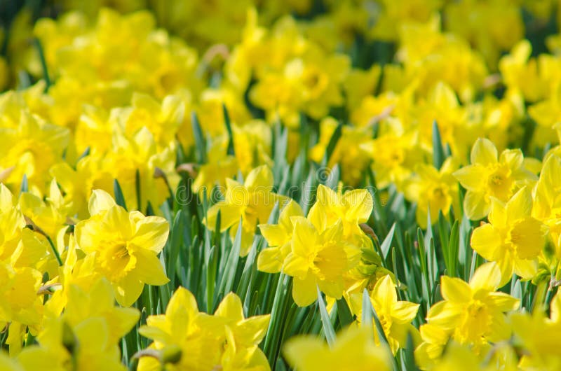 Close Up Macro Yellow Daffodils Stock Image - Image of freshness ...