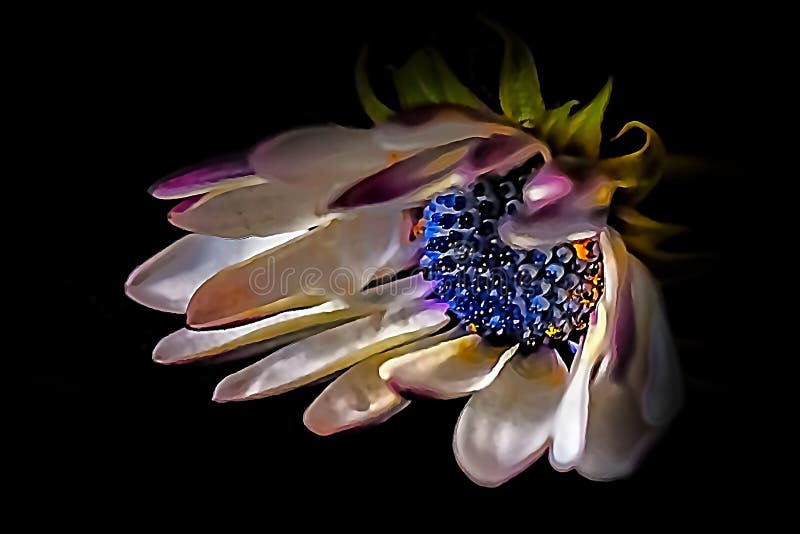 African River Daisy Partially Open Flower Stock Image - Image of botany ...