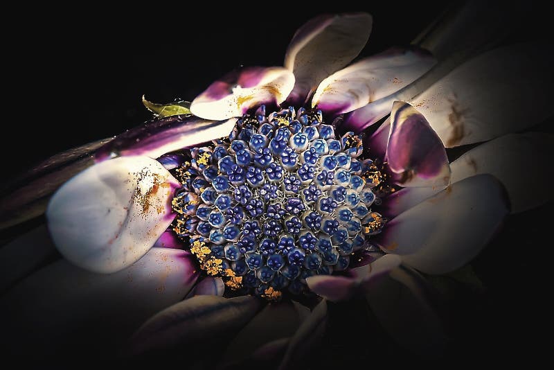 African River Daisy Partially Open Flower Stock Image - Image of family ...