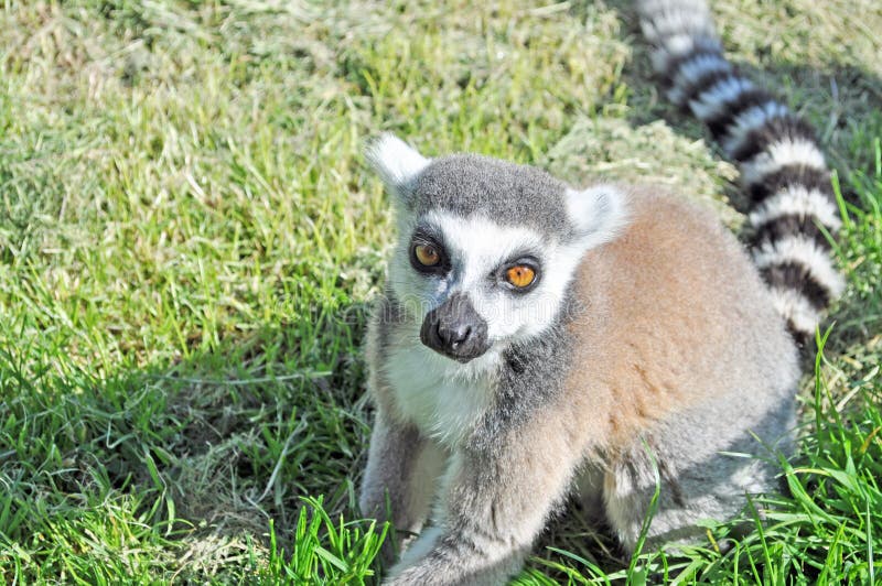Close Up of a Madagascar Lemur Stock Image - Image of tail ...