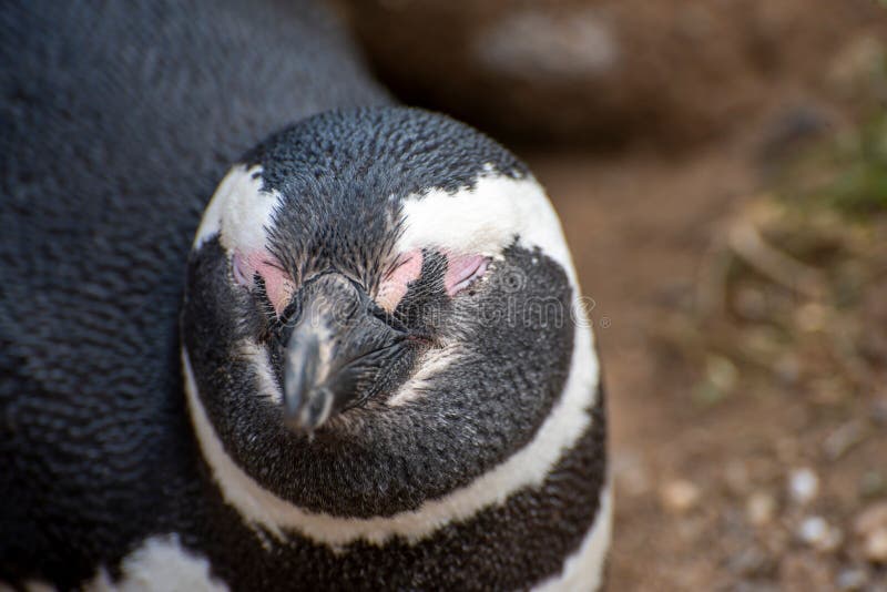 Close-up of a Magellanic Penguin with Eyes Closed Stock Photo - Image ...