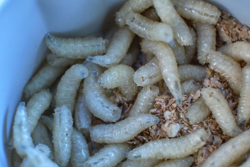 A Close-up of the Maggots. Macro Shot of the Larvae. Bait for Catching ...