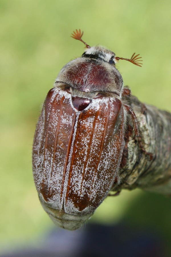 Cockchafer Close Up. Beetle Or Insect Stock Photo - Image of beetle ...