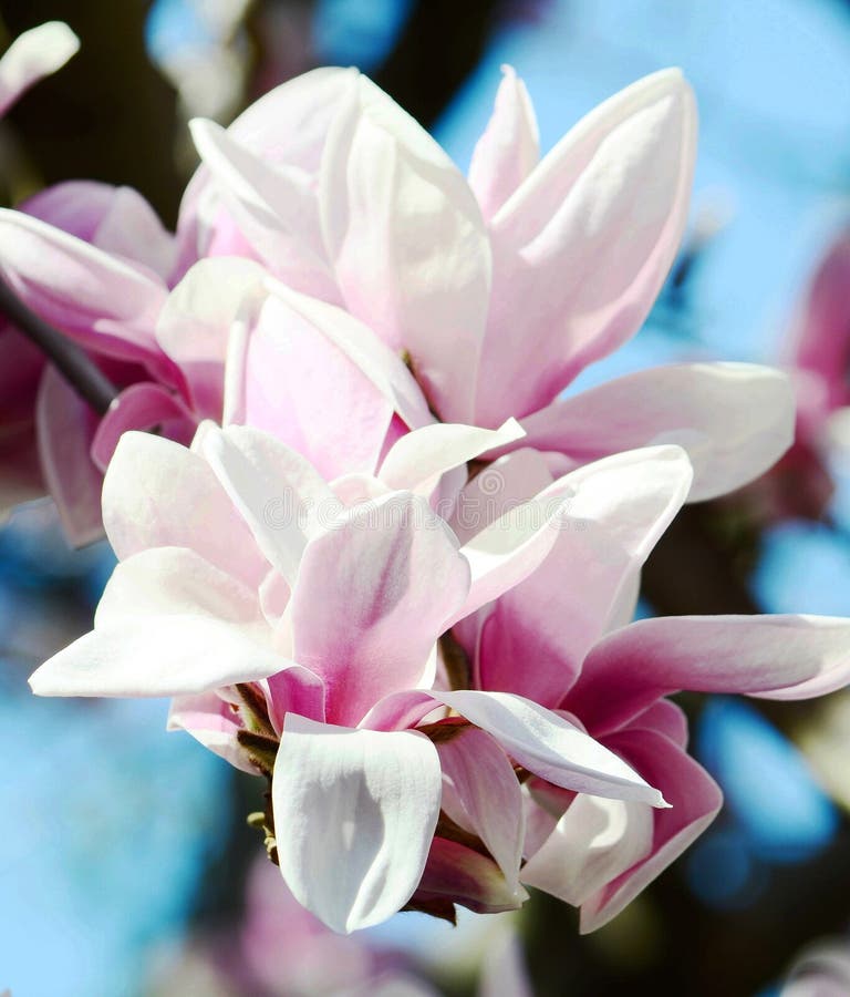 Magnolia tree flowers stock image. Image of environment - 29699587